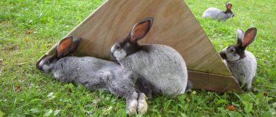 Meat Rabbit Processing Course - Homestead Rabbits Academy