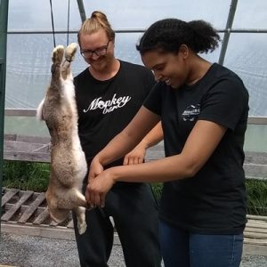 Meat Rabbit Processing Course - Homestead Rabbits Academy